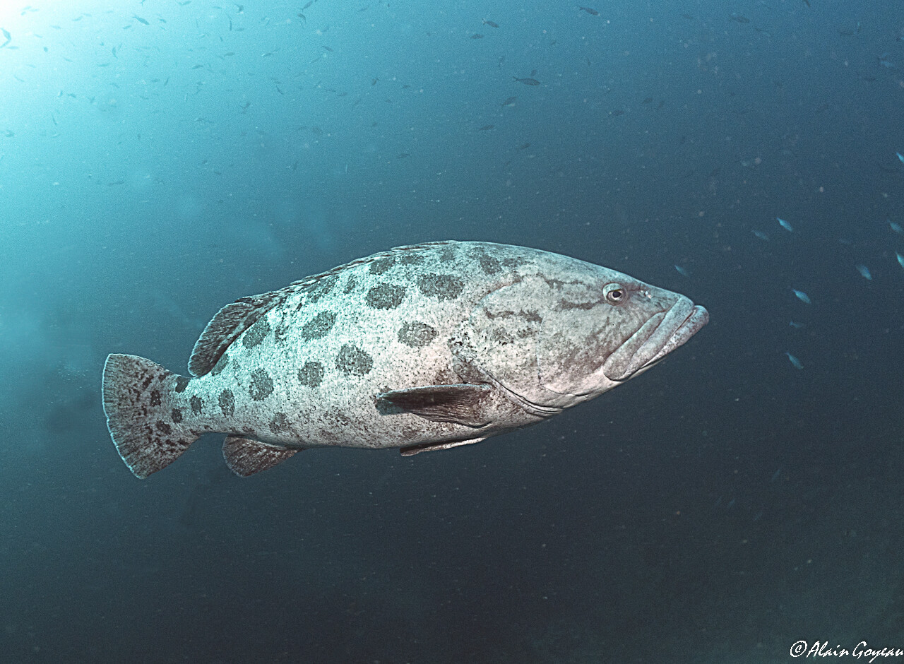 Afrique du Sud. Juillet 2022.